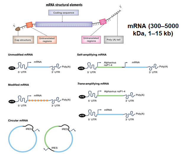 mRNA药物临床前药代动力学评估策略 - 知乎