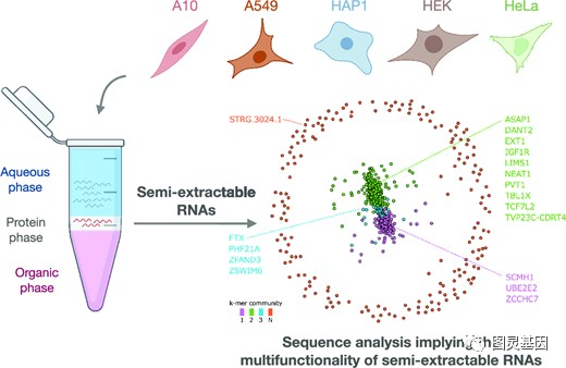 NAR | 新的生信分析揭示RNA可能参与了相分离无膜细胞器的形成 - 知乎