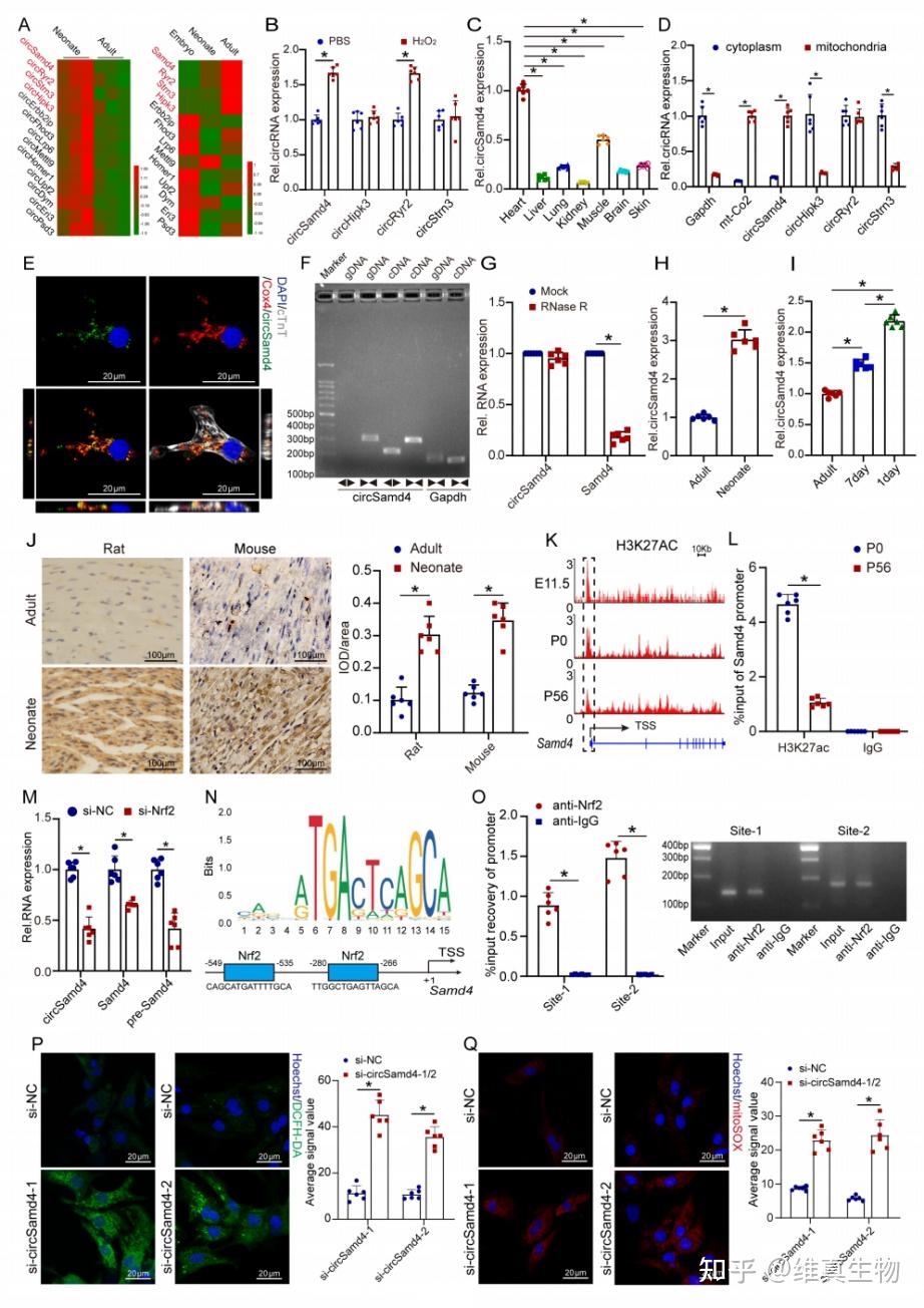 CircRNA研究新进展！宾建平教授团队揭示线粒体定位的circSamd4是MI后心力衰竭的新型治疗靶点！ - 知乎