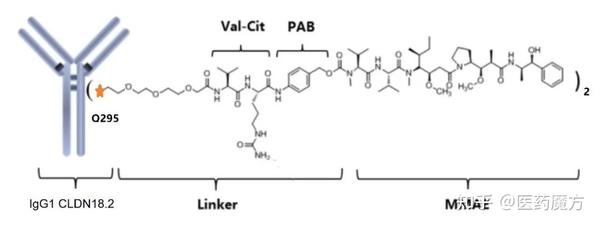 医药魔方 | CLDN18.2全面对垒，ADC开启药物 “战国时代” - 知乎