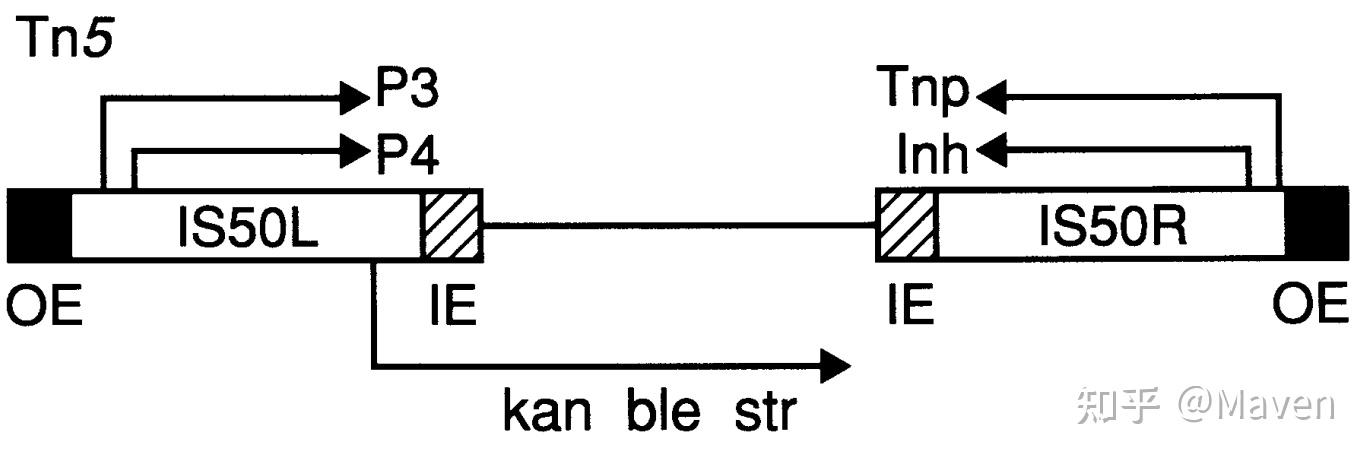 ATAC-seq建库与scATAC-seq建库 - 知乎