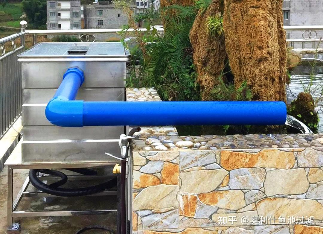 从零养鱼全攻略：用心经营一方水的生命力 - 知乎