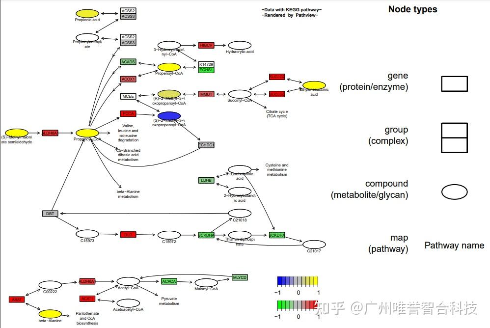 如何用Pathview画出高大上的基因与代谢通路热图？ - 知乎