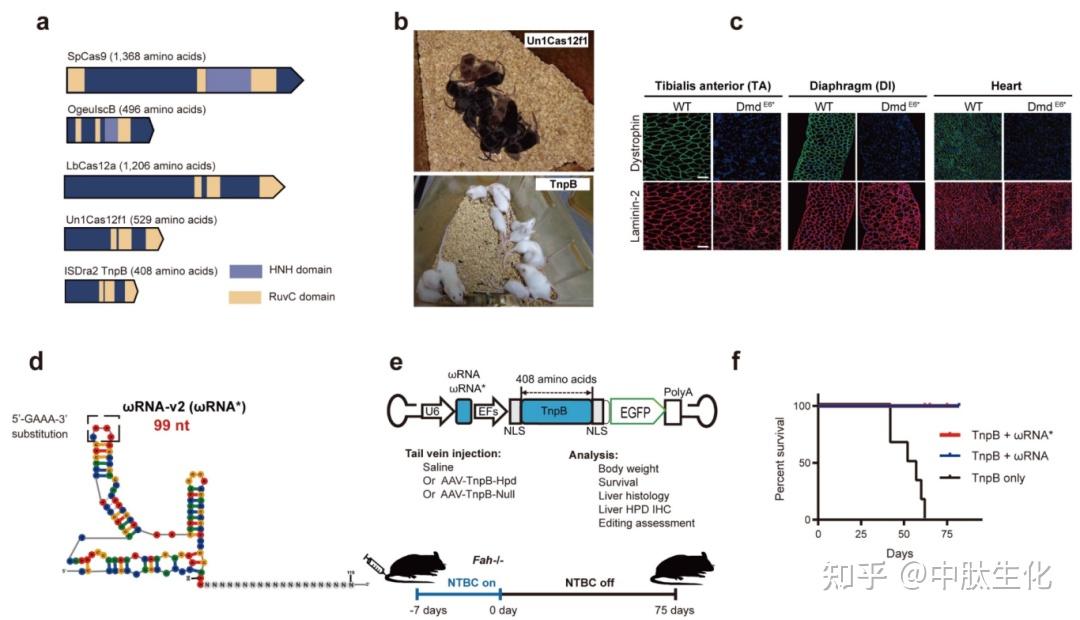 Nature子刊：胥春龙/周英思/胡纯一团队改造微型基因编辑工具TnpB-ωRNA，用于体内基因治疗 - 知乎