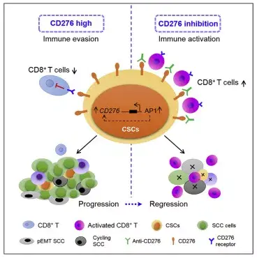 CD276 (B7-H3)：HNSCC免疫治疗的独特靶点 - 知乎