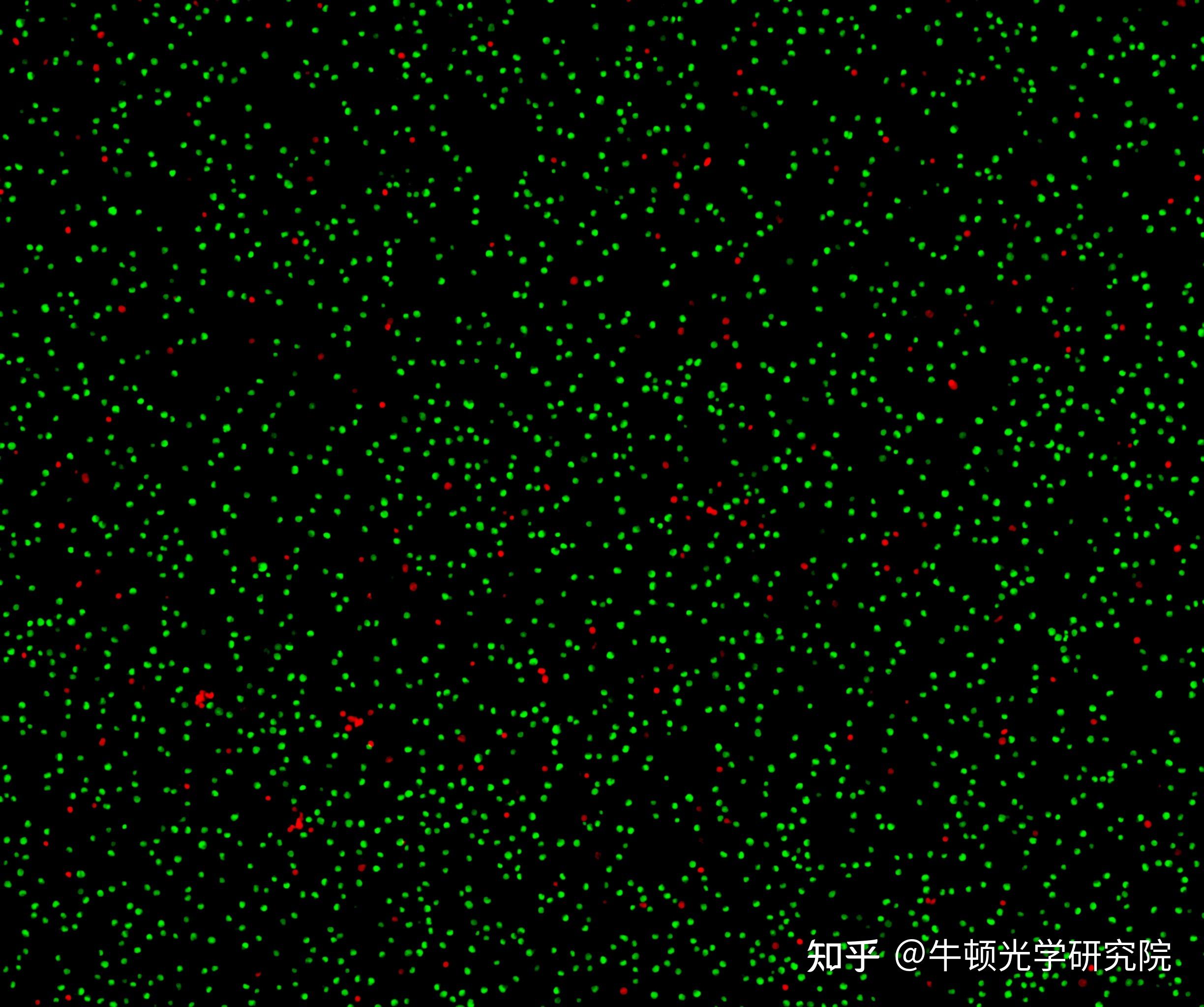 【细胞解读系列】K562细胞——癌症研究中的秘密武器 - 知乎