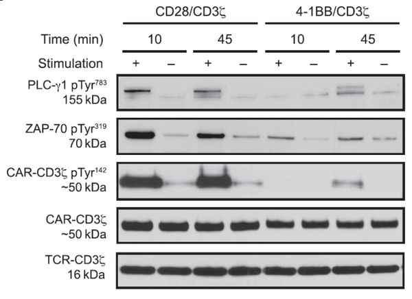 相同信号、不同命运，CD28 CAR-T和4-1BB CAR-T的差异根源 - 知乎
