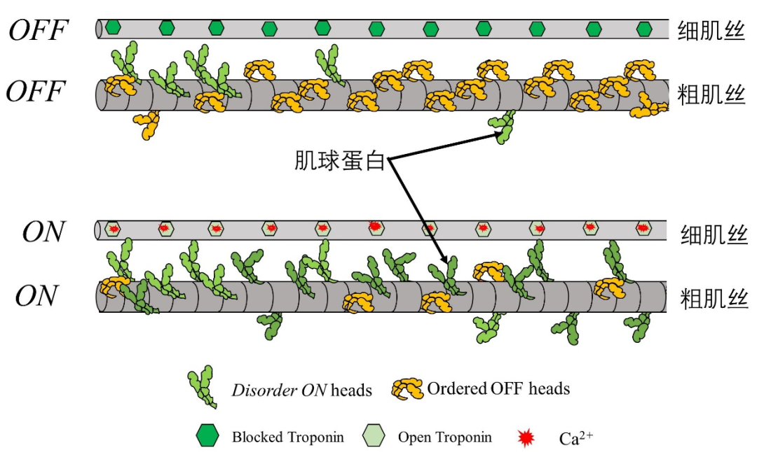 PNAS︱马伟康团队揭秘心脏肌肉肌球蛋白结构和心脏收缩力的关系 - 知乎