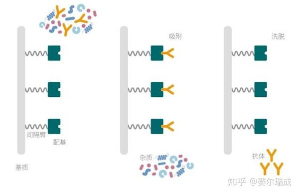 重组蛋白A/G/L(Protein A/G/L)的区别对比 - 知乎
