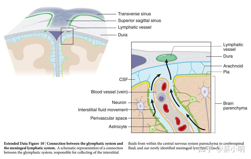 NID148_Structural and functional features of central nervous system ...