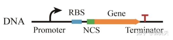 Ailurus Hub | 常用核糖体结合位点RBS介绍 - 知乎