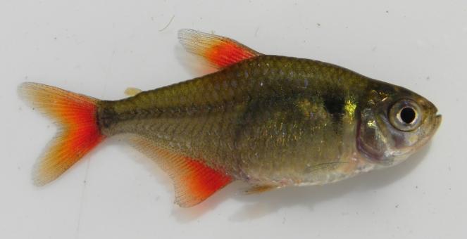 【观赏鱼的系统分类学-扯旗篇3】魔鬼类群/黑灰魮脂鯉分类群和火焰分类群 - 知乎