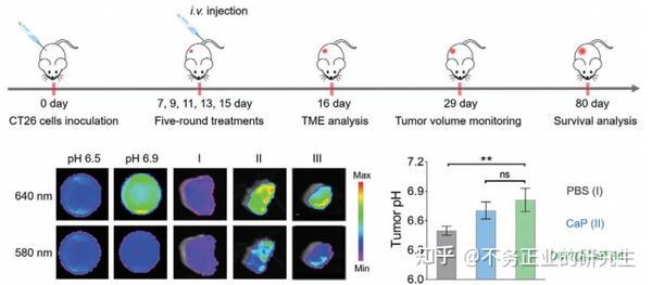 细菌外膜囊泡（OMV）体内生物安全性实验（五） - 知乎