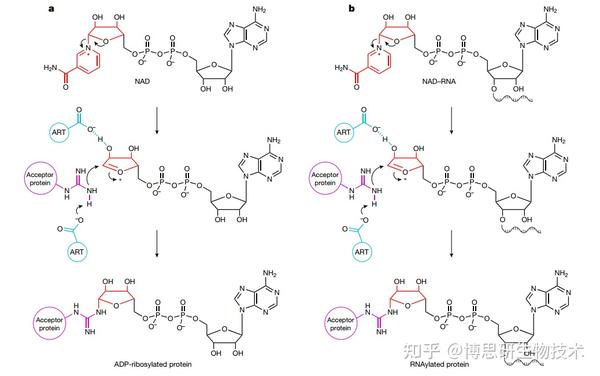 Nature | RNA与蛋白质互作调控新范式——蛋白RNAylation：噬菌体改写细菌命运的画笔 - 知乎