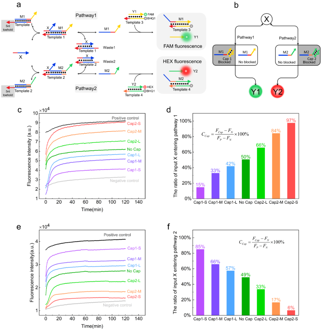 NAR︱华中科技大学肖先金团队开发Cap工具实现DNA纳米装置的个性化后修饰 - 知乎