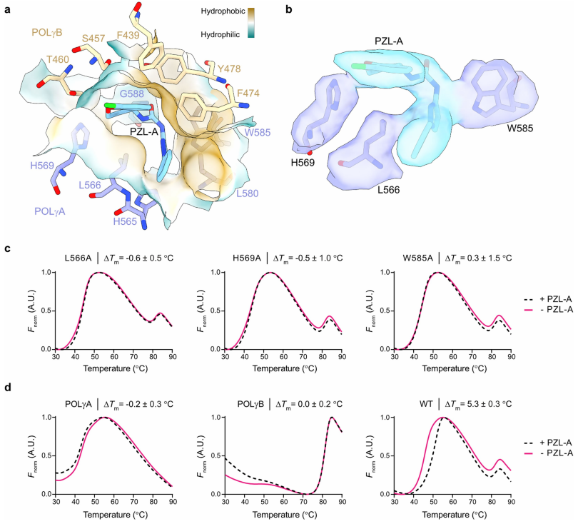 【Nature】Pretzel Therapeutics 公布恢复突变线粒体 DNA 聚合酶活性的小分子调节剂：PZL-A - 知乎