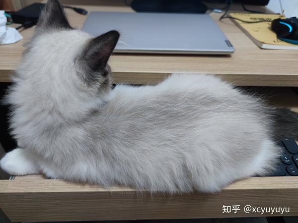 使用numba进行cuda Python编程 知乎