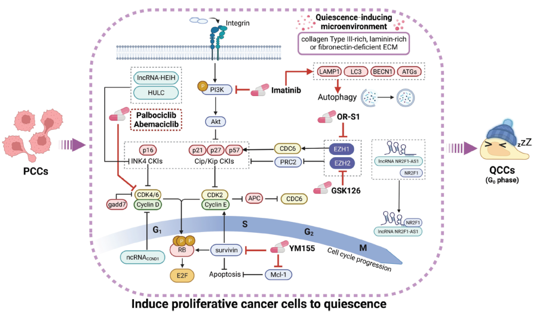 重磅！AMM综述｜调控静止期癌细胞的分子机理及治疗药物的研究进展 - 知乎