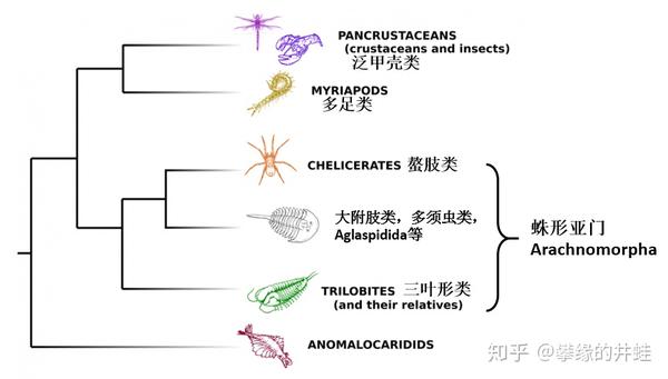 【地球演义】寒武纪的余烬：节肢动物篇 - 知乎