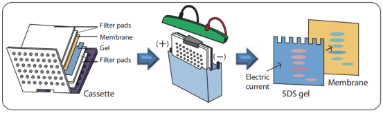 Western Blot（WB)-小实验中蕴含大文章 - 知乎