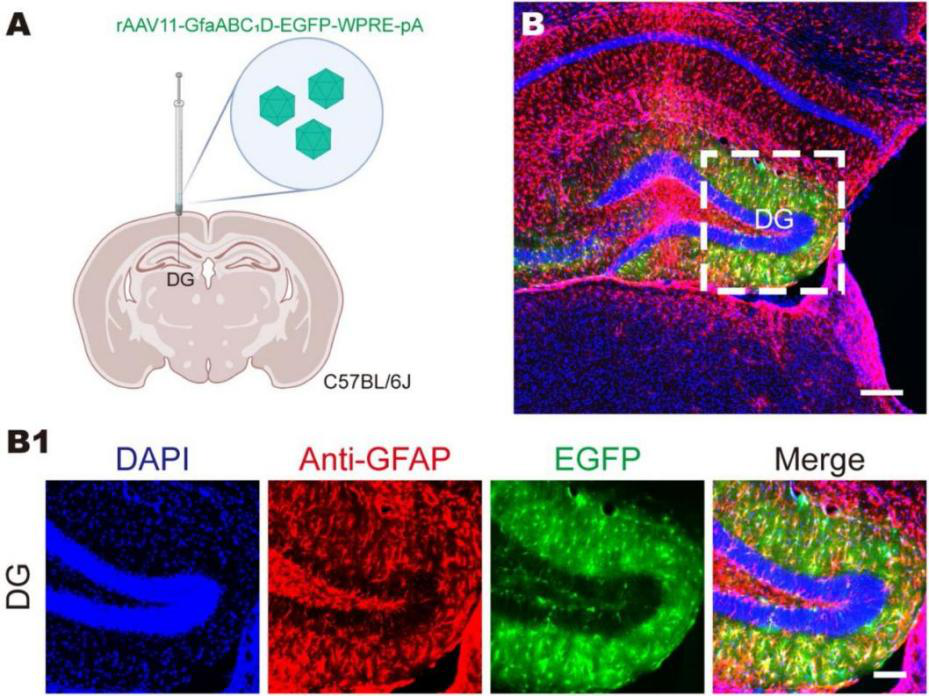 更多种AAV血清型被开发，组织特异性研究再添新选择！ - 知乎