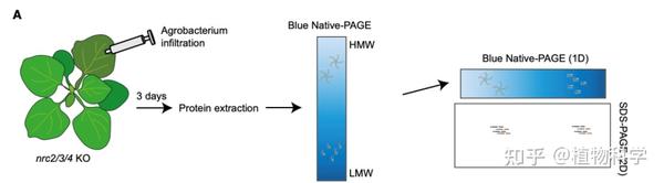 EMBO J 一作详解 | 英国TSL研究所Jonathan Jones组发现植物辅助型抗病蛋白(Helper NLR)激活机制 - 知乎