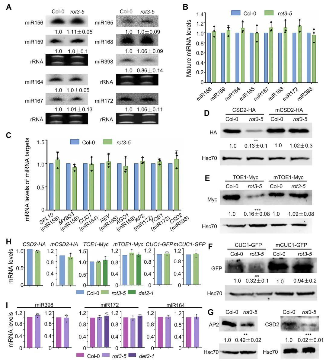 浅谈mRNA的量与蛋白表达量并不线性相关的原因（一） - 知乎