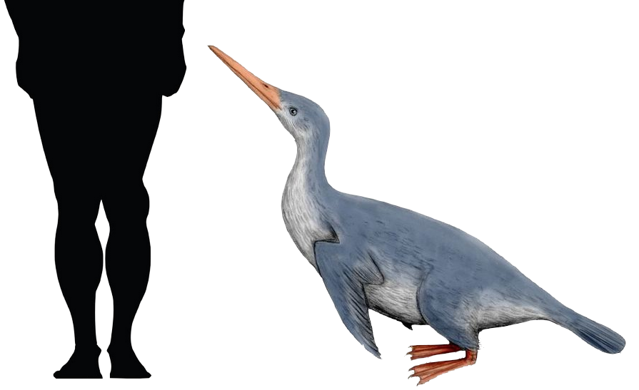 动物篇(58)·鸟纲·企鹅目 - 知乎