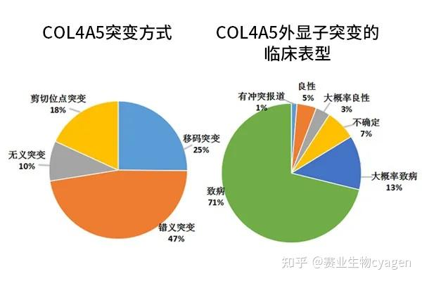 Alport综合症致病基因之COL4A5 - 知乎