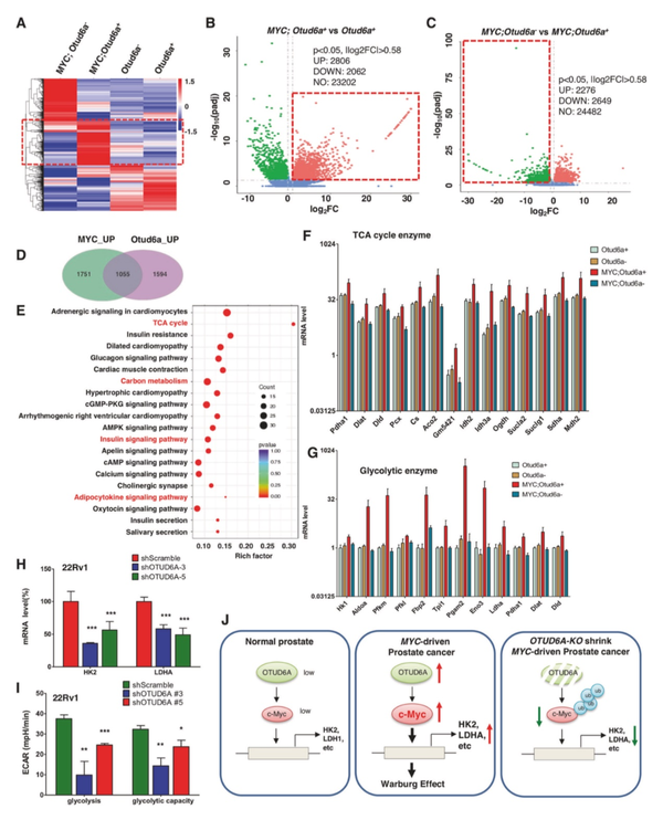 Cell Death Differ︱龙建纲/刘健康/张令强合作报道前列腺特异性癌基因OTUD6A促进前列腺癌发生机制 - 知乎
