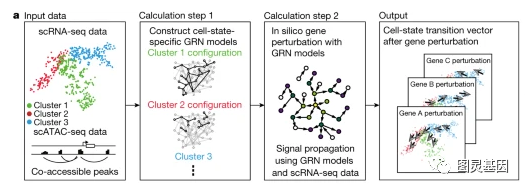 Nature | AI学习基因调控网络预测细胞分化类型 - 知乎