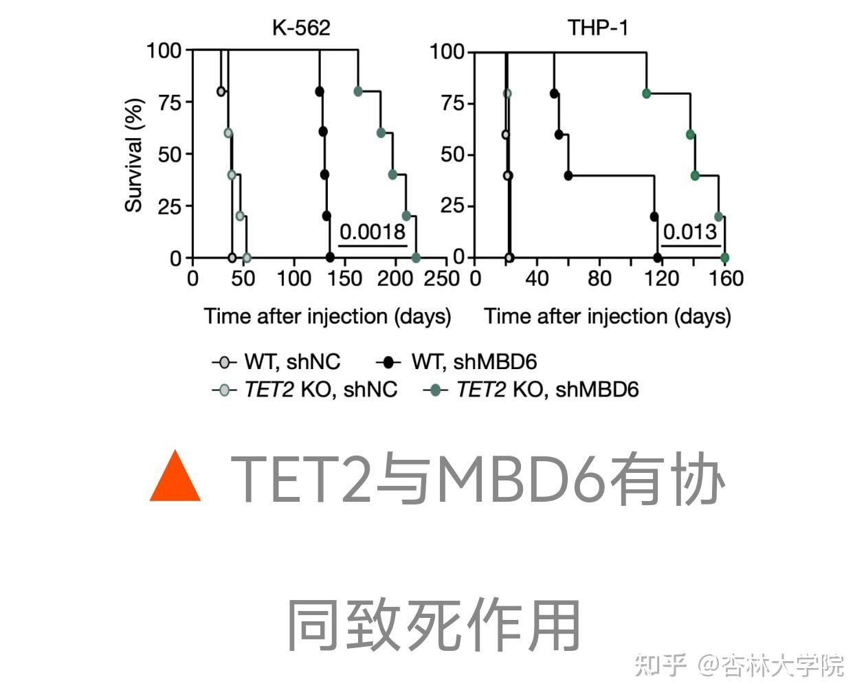 《自然》：科学家首次发现，抑癌蛋白TET2竟通过作用于RNA调节基因表达 - 知乎