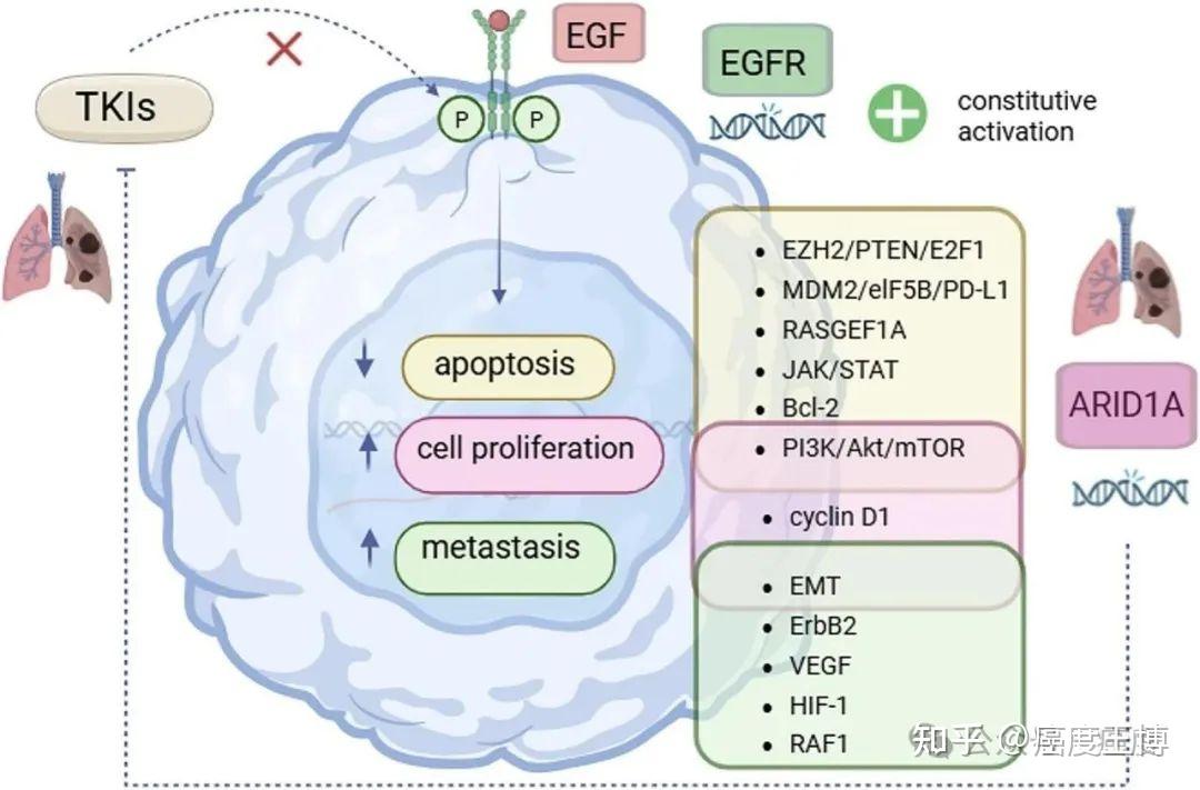 注意！8%的肺癌患者存在ARID1A突变，影响靶向药和免疫治疗疗效！ - 知乎