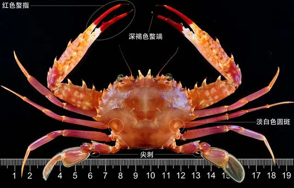 蟹考记（八）：全球常见食用蟹图鉴——梭子蟹总科（作者：Zam） - 知乎