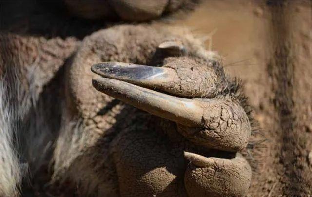 蚂蚁帝国终结者——食蚁兽 - 知乎