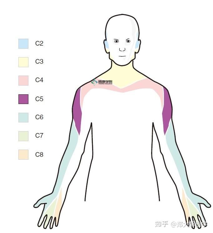 C6神经支配区 - 知乎