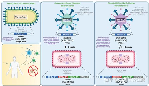 BioNTech开发埃博拉病毒自复制RNA二价疫苗。 - 知乎