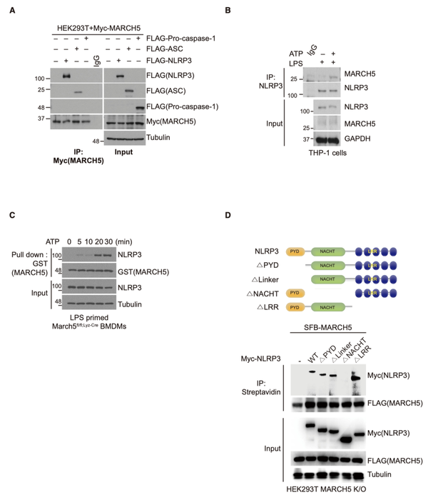 EMBO丨线粒体 NLRP3-NEK7 复合物形成和 NLRP3 炎性体激活需要 MARCH5 依赖性 NLRP3 泛素化 - 知乎