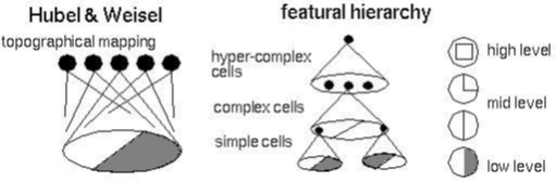卷积神经网络结构演变（form Hubel and Wiesel to SENet）——学习总结，文末附参考论文 - 知乎