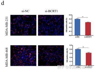 文献精读【lncRNA+乳腺癌】B：EDU染色 - 知乎