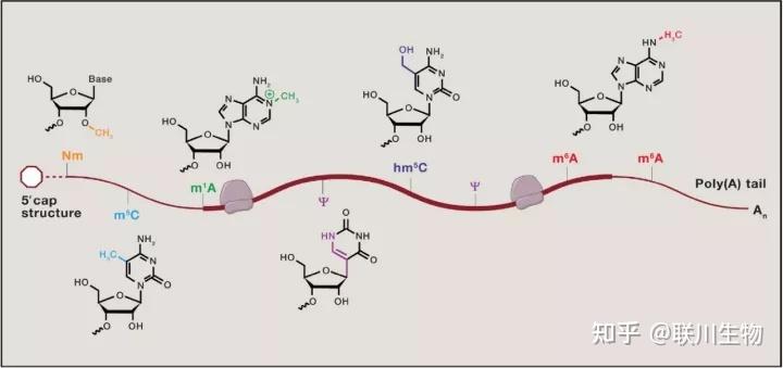 RNA甲基化修饰（1）——m6A概念 | m6A专题 - 知乎