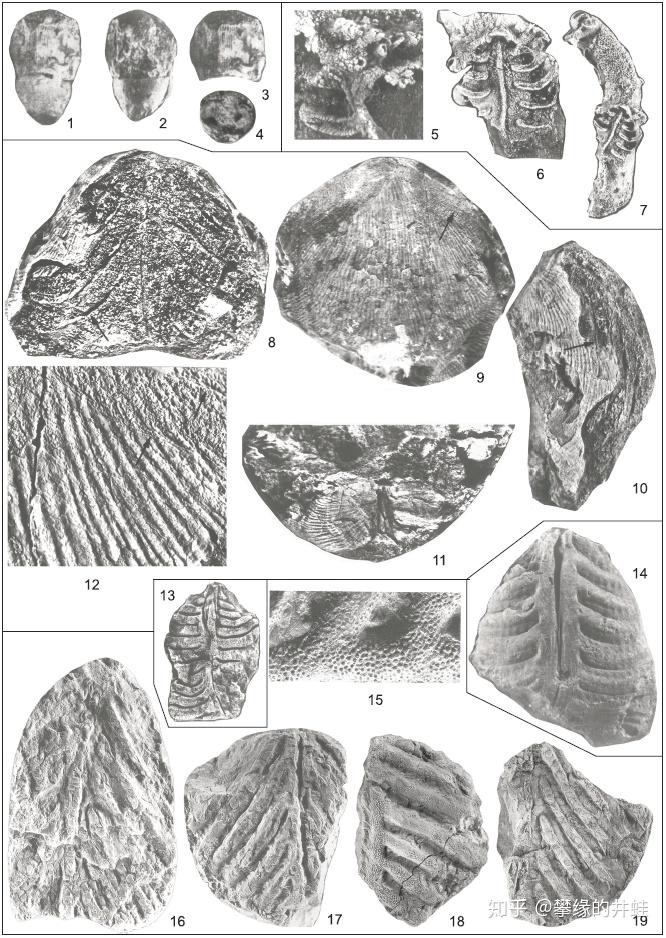 【地球演义】寒武纪的余烬：腕足动物篇 - 知乎