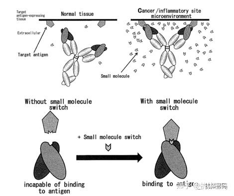 中外制药Switch antibody - 知乎