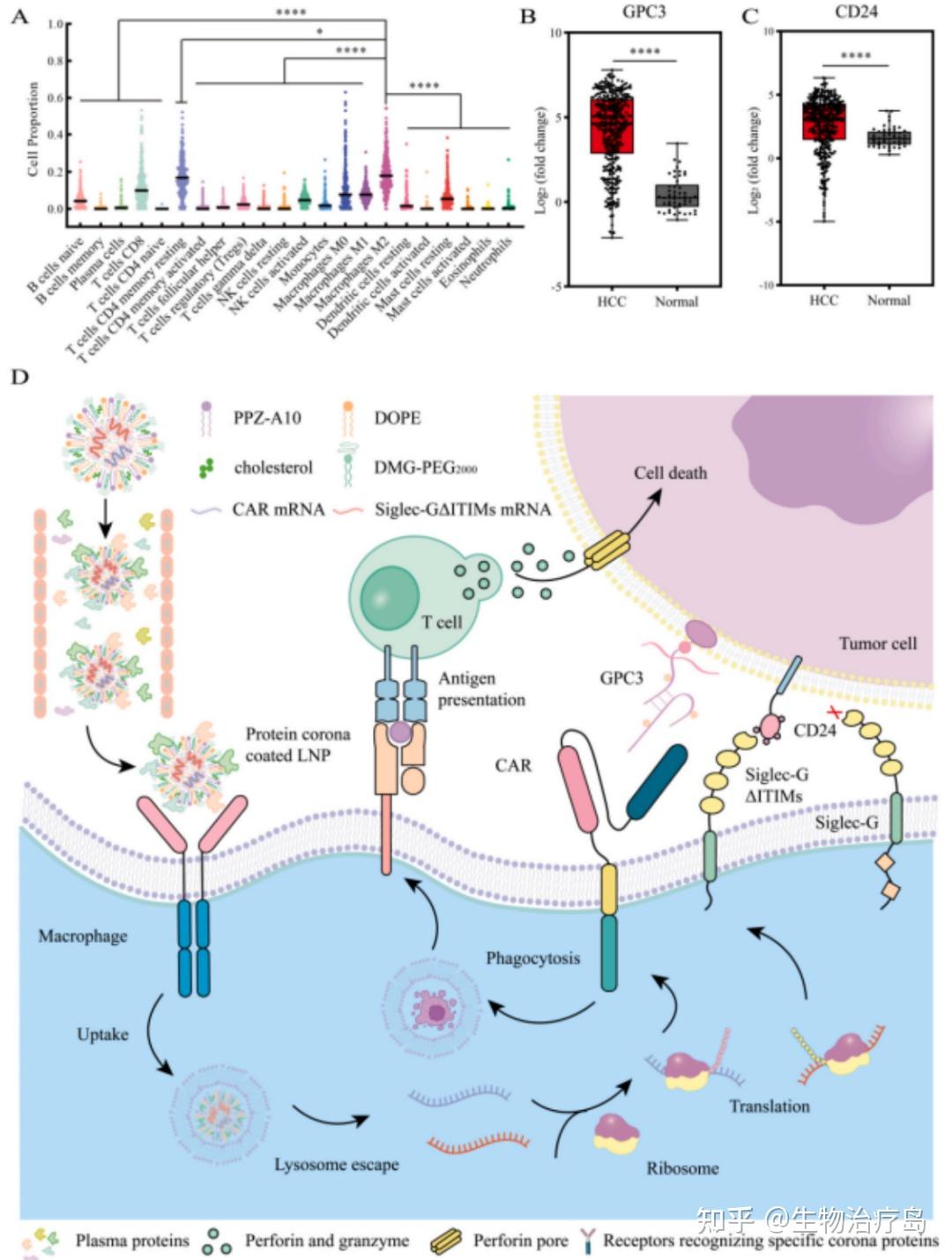 LNP递送双mRNA原位生成CAR-Ms治疗肝癌，揭示LNP蛋白冠对细胞摄取的影响 - 知乎