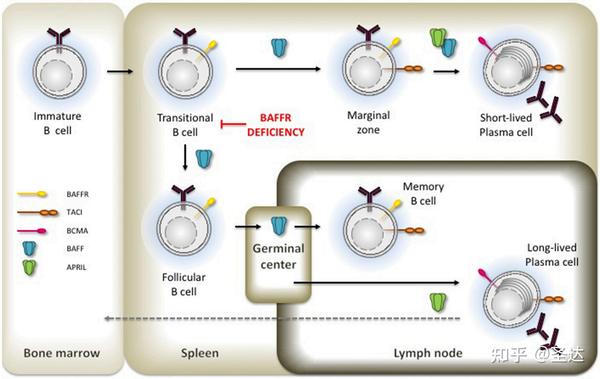 BAFF与BAFF受体在B细胞选择和存活中的作用 - 知乎