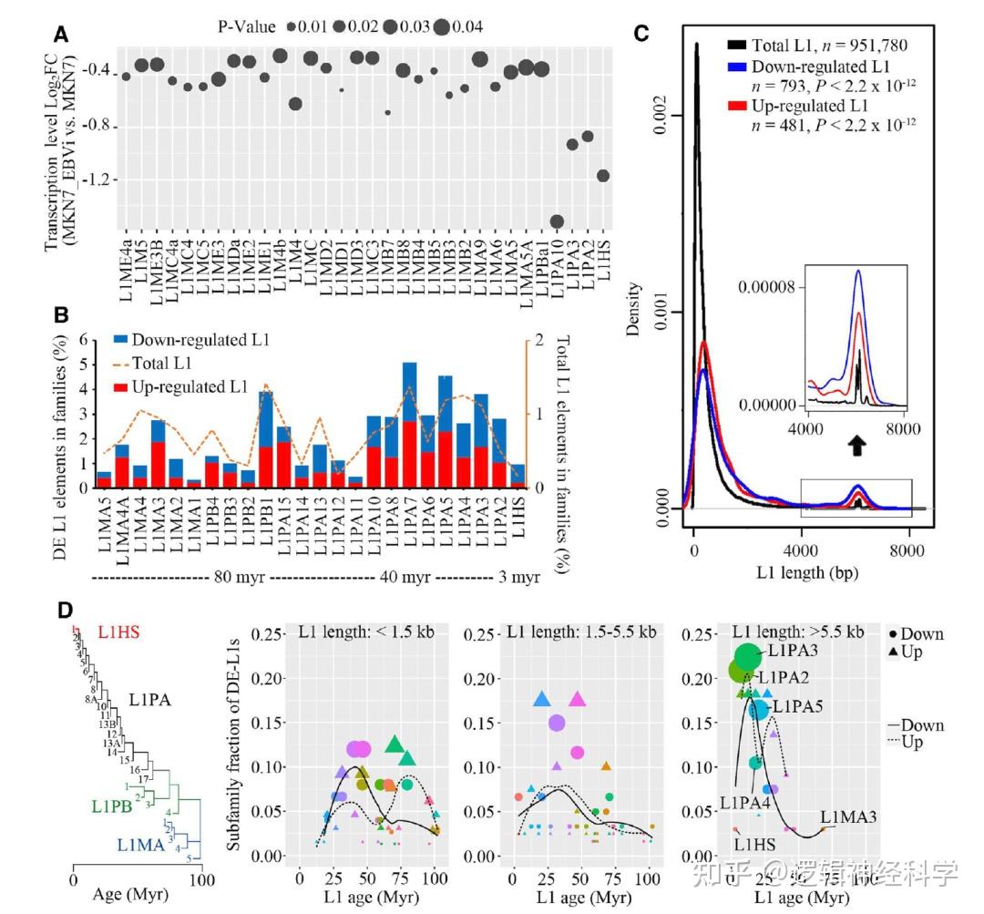 NAR｜南京大学医学院何素素等团队揭示EBV病毒-宿主基因组相互作用抑制EBV相关胃癌中逆转录转座子LINE-1表达的分子机制 - 知乎
