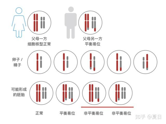 大人染色体异常没有事,为什么胚胎染色体异常就有问题? 知乎