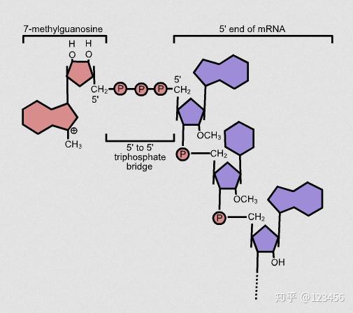 [测序原理] CAGE-seq，加帽端mRNA测序，鉴定转录起始位点（TSS） - 知乎