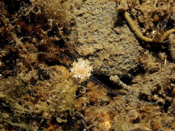 【动物界全系列】珊瑚纲—海葵目 - 知乎