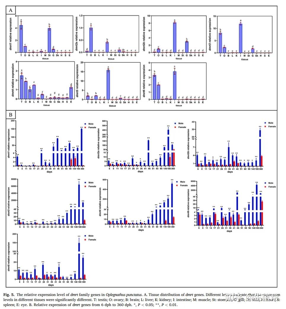 【2024基因家族】斑石鲷DMRT基因家族鉴定 - 知乎